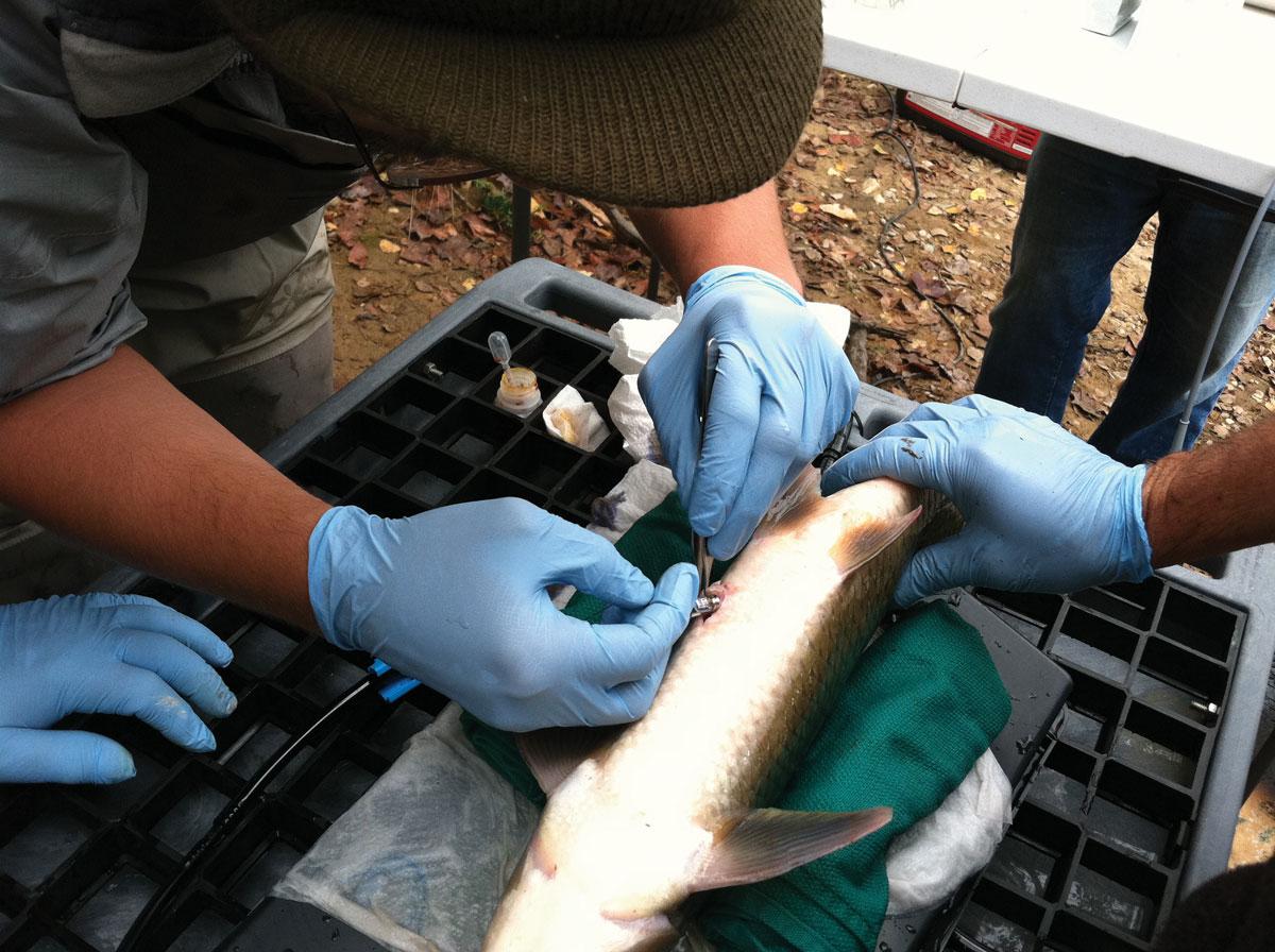 Rewilding Tribal Lands: Wildlife Restoration Can Heal Ecosystems and ...