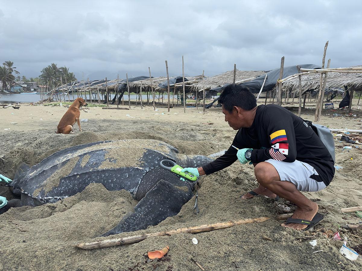 Saving a Sacred Turtle: A Guna Community Strives to Keep the World’s ...
