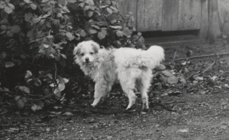 A Woolly Tale: Salish Weavers Once Raised a Now-Extinct Dog for Its ...